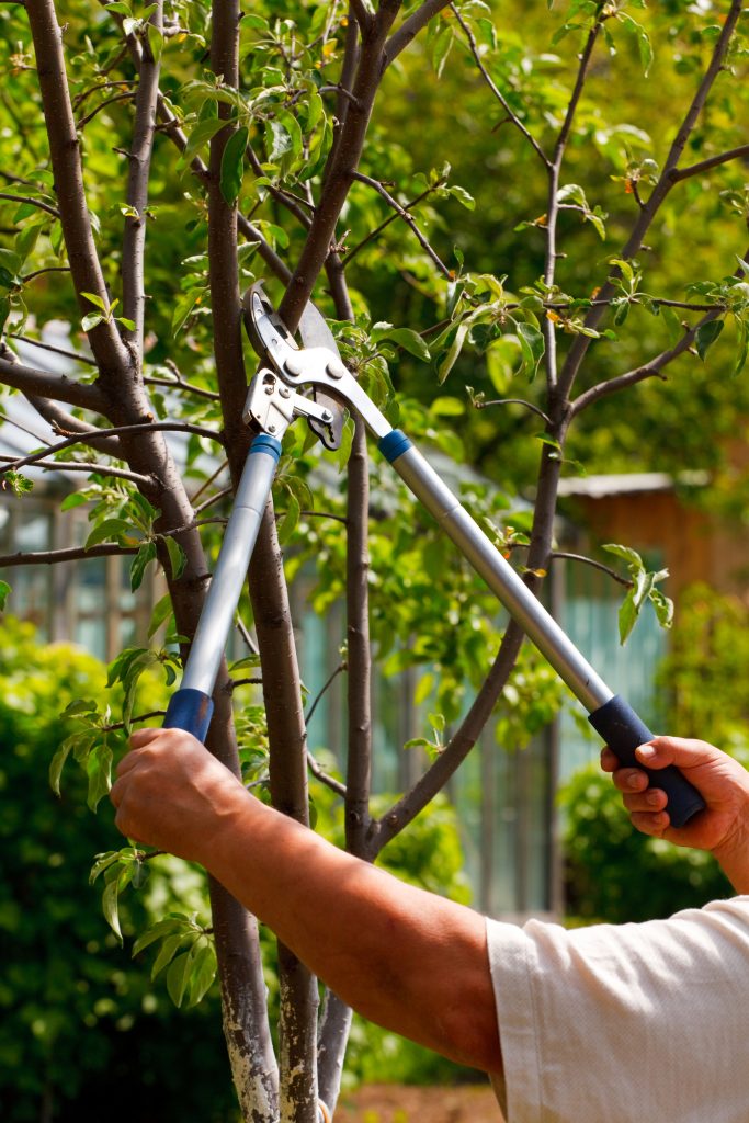 AMIG - Pruning Shears in Sri Lanka | Homemart | Shop Online